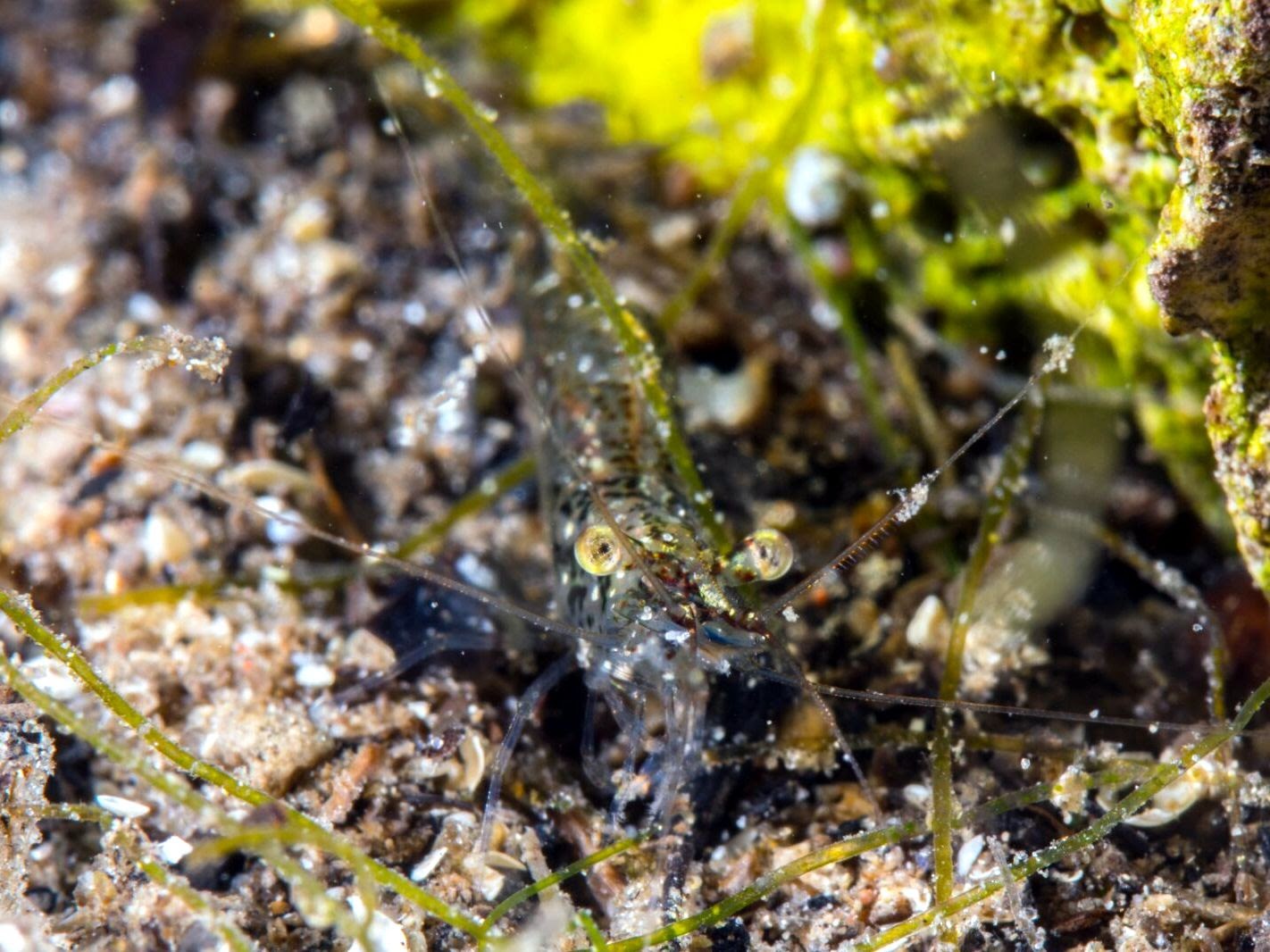 Taxonomia Comunidad Valenciana: Phylum Arthropoda Clase Malacostraca y ...