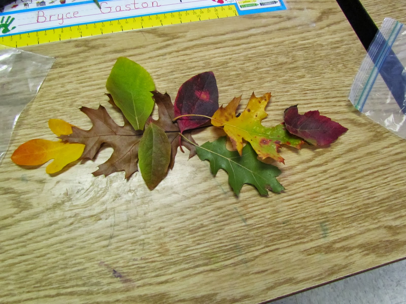 Owl Things First!: Bring a Leaf to School Day