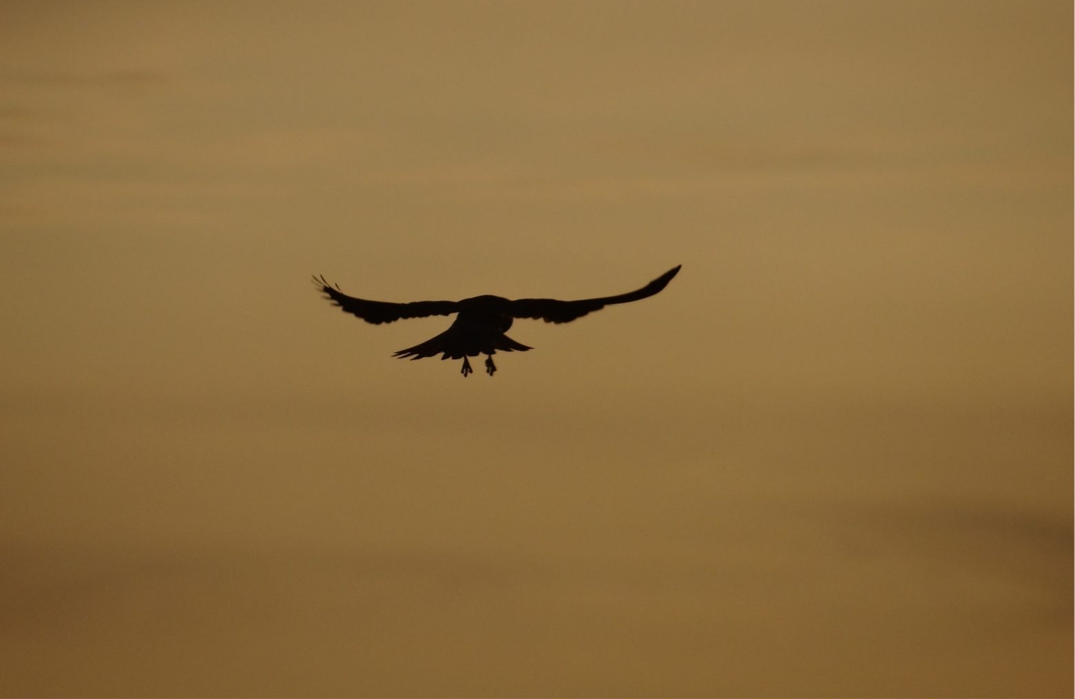 Meg's Murmurings: Windhover, remembering.