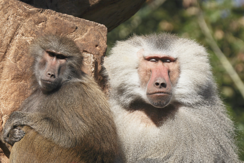 A Journey through the Old Religion : Witchcraft: Animals: Baboons