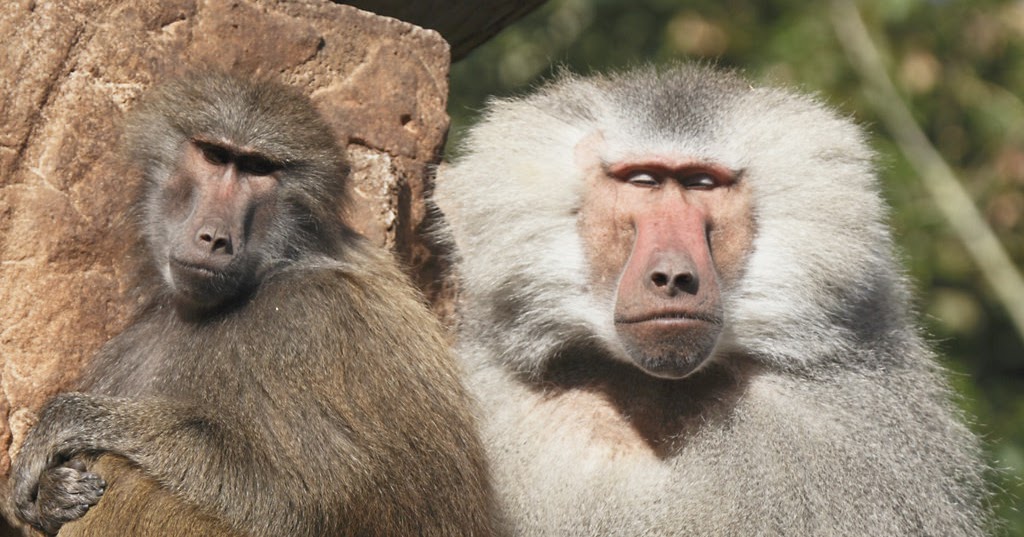 A Journey through the Old Religion : Witchcraft: Animals: Baboons