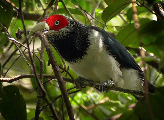 Watha Rathu Malkoha - Red-Faced Malkoha (Phaenicophaeus pyrrhocephalus)