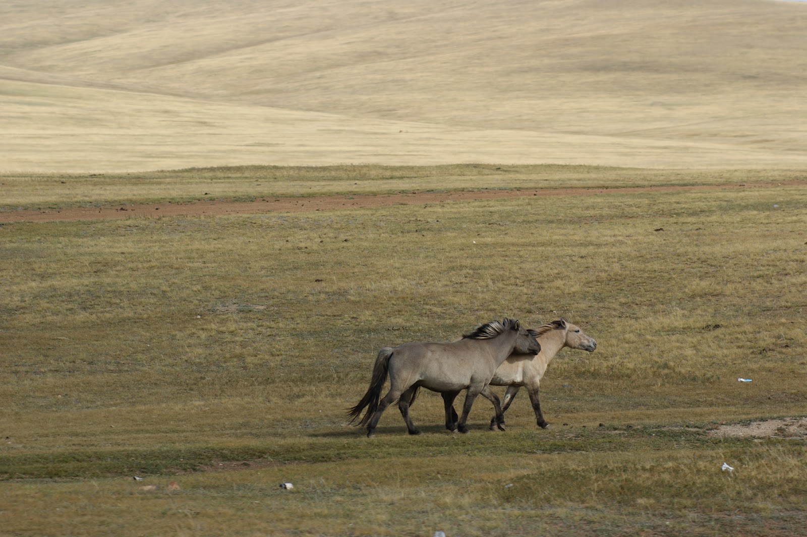 Off to Mongolia - Land of Blue Sky!: The Animals and Nomads of the ...