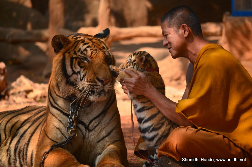 Tiger temple Thailand upclose photos with the cats - eNidhi India ...