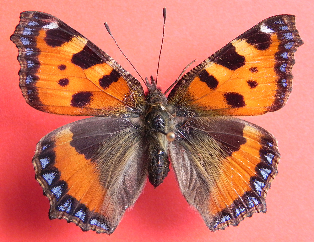 MARIPOSAS (BUTTERFLIES): SubFamilia NYMPHALINAE (Fam NYMPHALIDAE)
