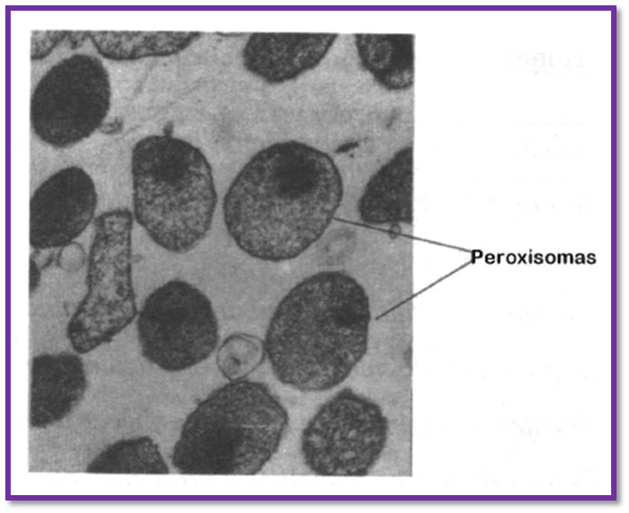 La biología: una experiencia que genera conocimiento: Digestión Celular