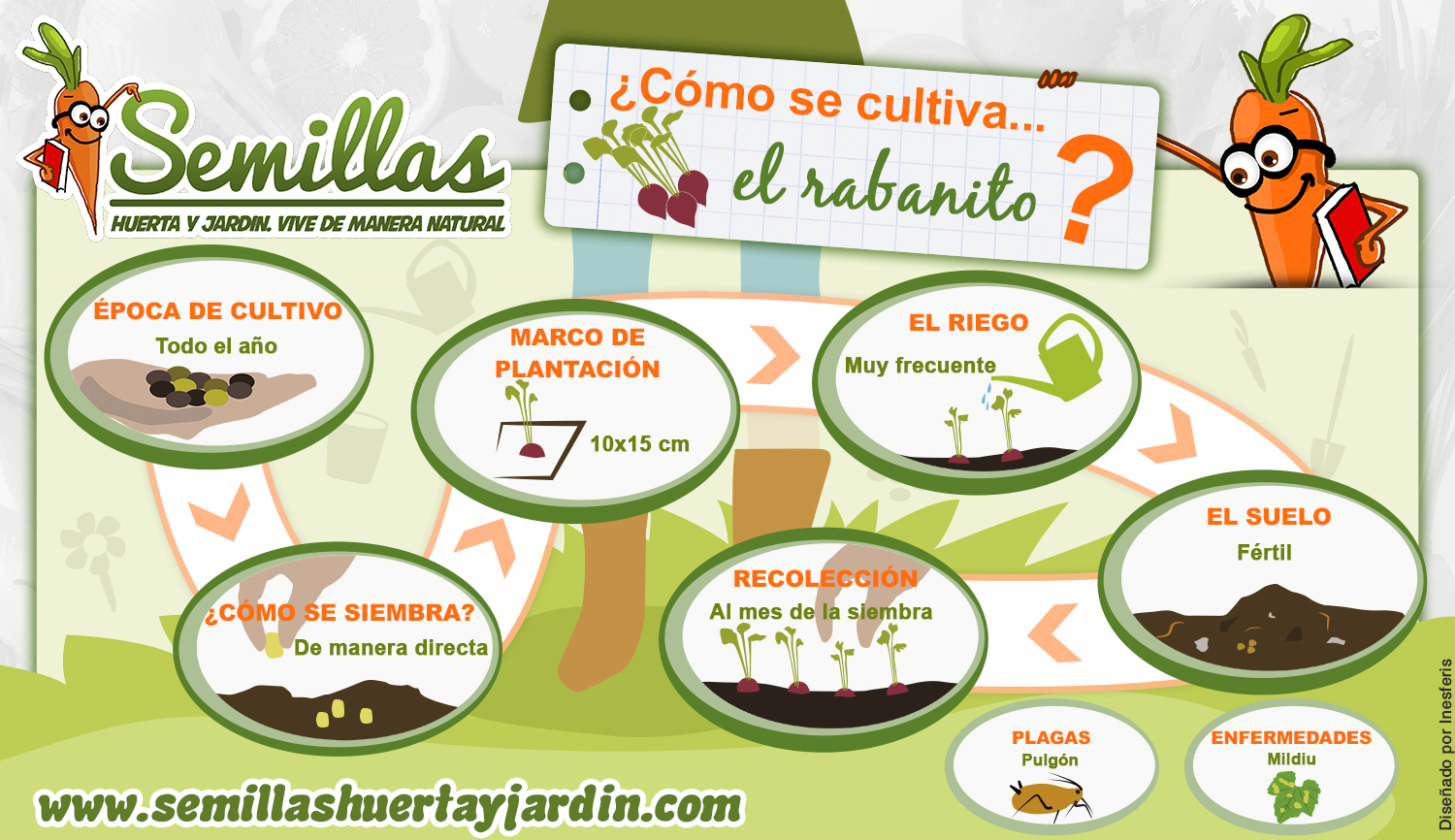 Cultivar un huerto urbano: Infografía del cultivo de rabanitos