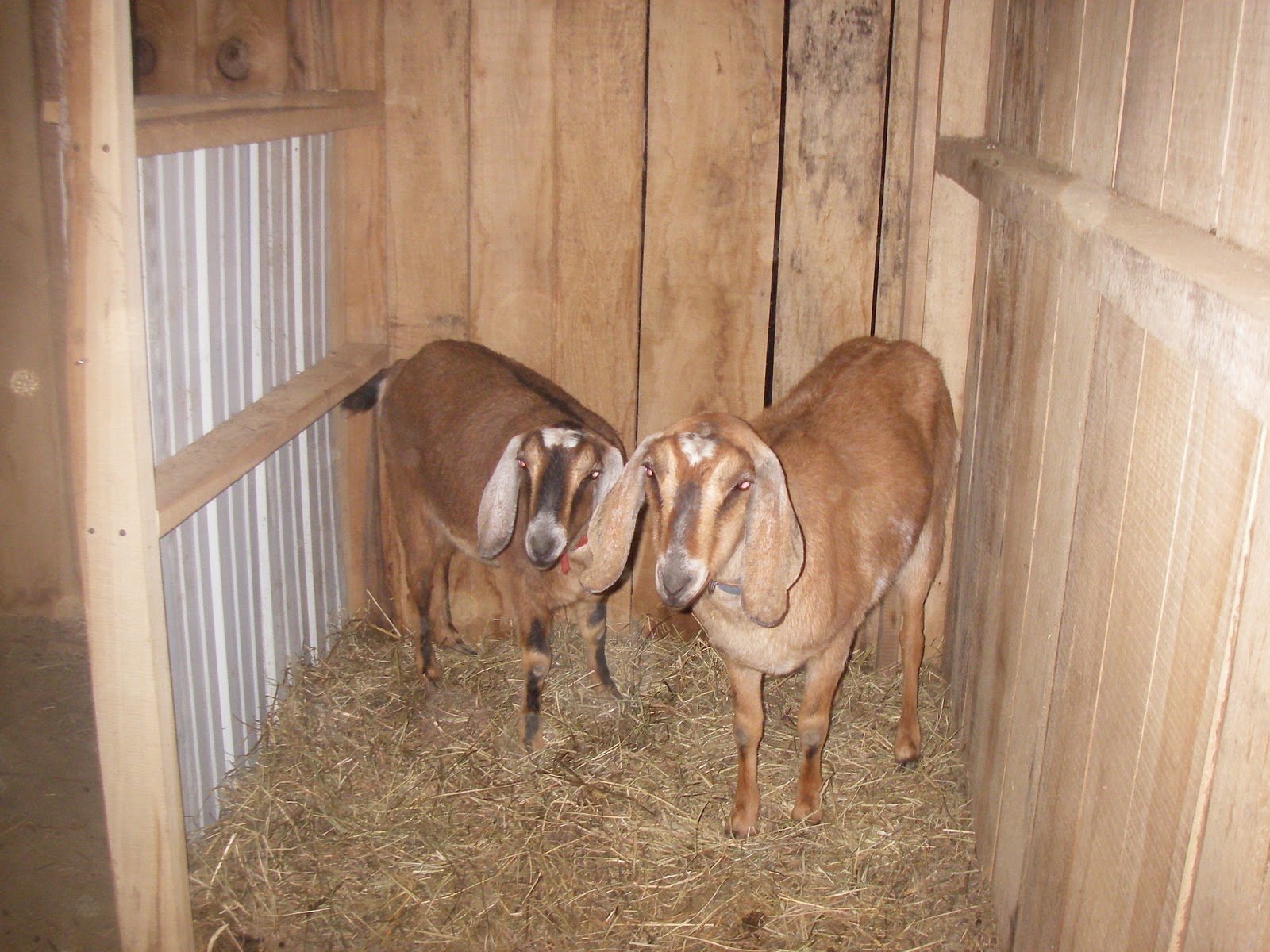 Pam's Pride: Goat stalls!