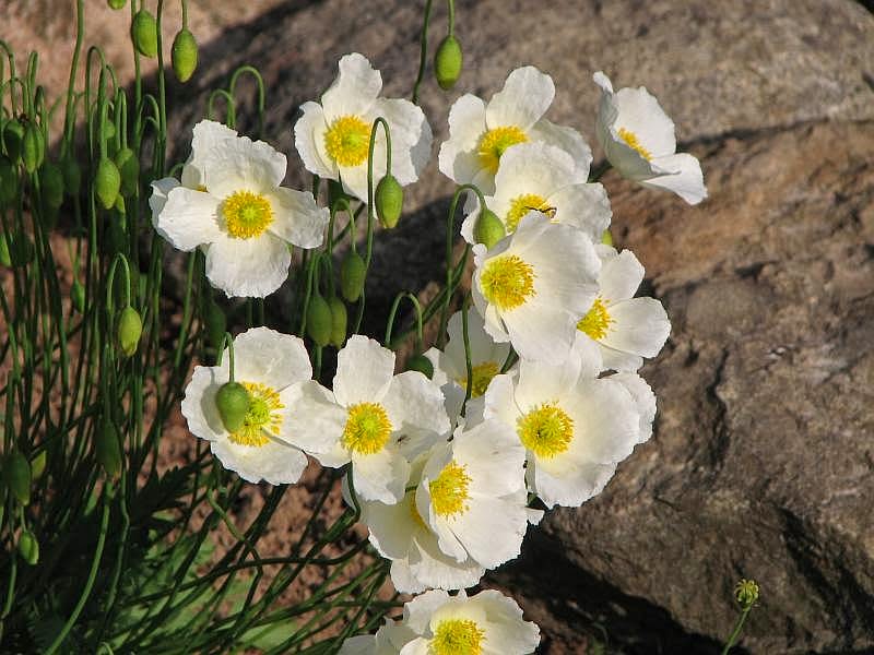 kahe valla piiri peal: peened, peenemad ja vähempeened