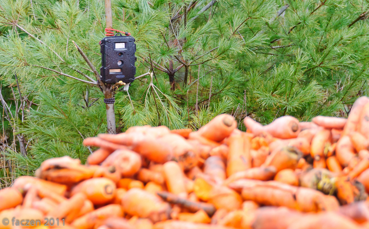 The FACzen Image: 2011