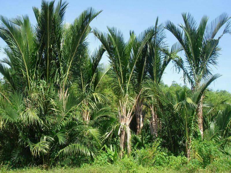 Bicara Mentari: POKOK RUMBIA SEBAGAI SUMBER MAKANAN