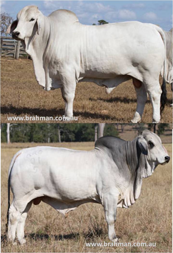 PEMILIHAN SAPI FEEDLOT