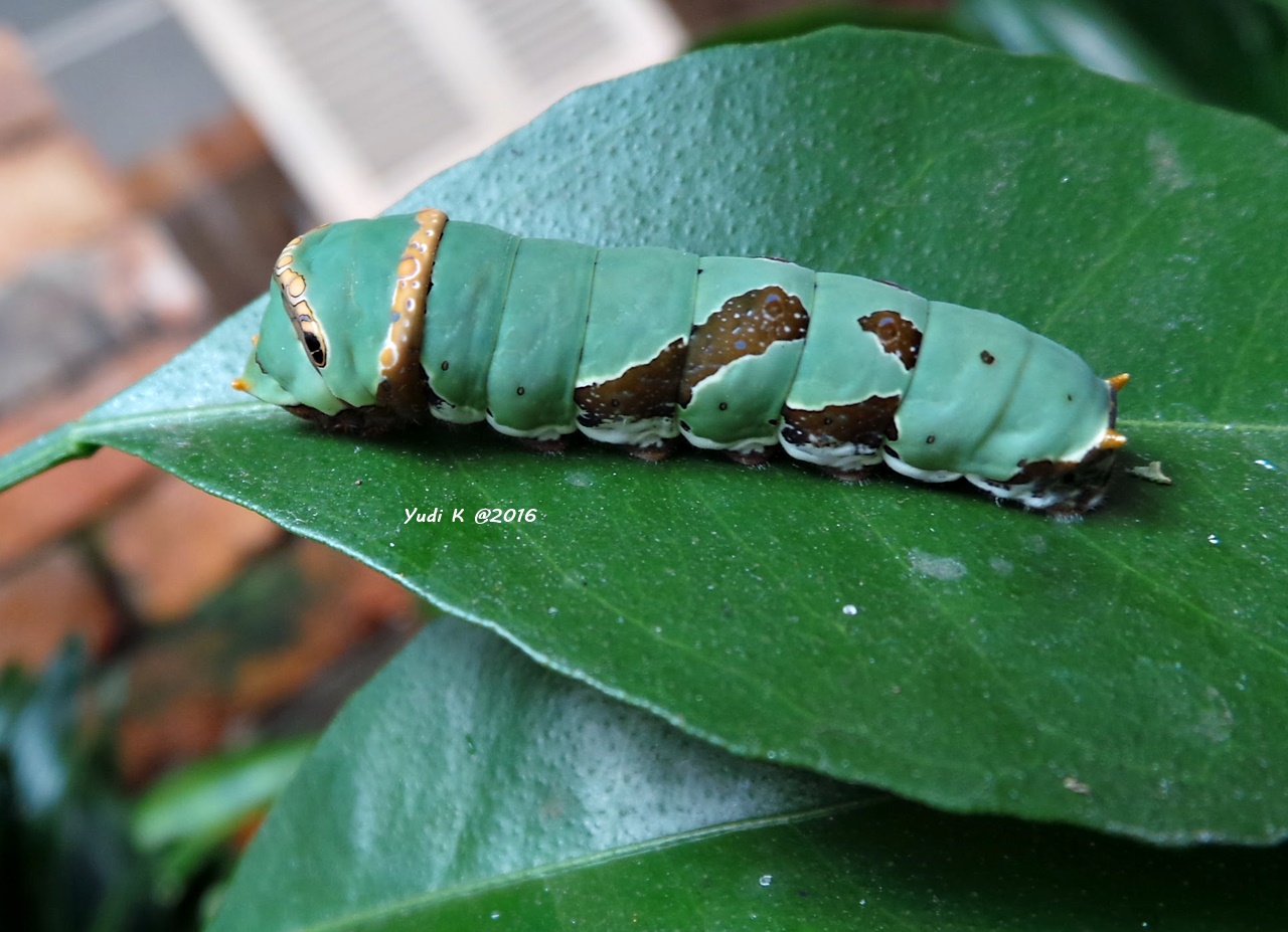 My Art of Living: Ulat Hijau Pemakan Daun Jeruk