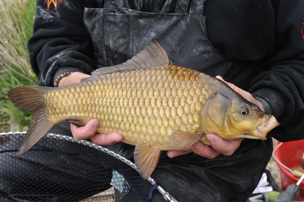 Idler's Quest: Confounded Fish! - Crucian Carp, Carp, Brown Goldfish ...