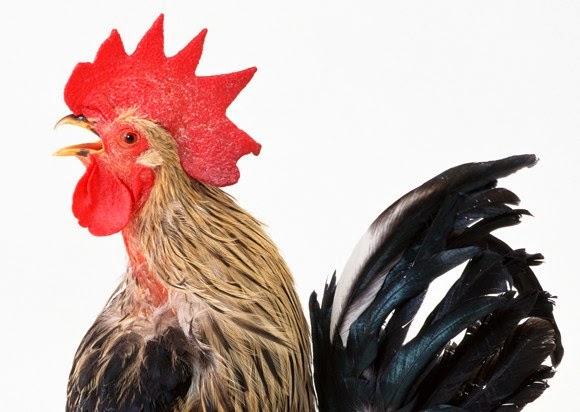 21 Gambar Ayam Stock Photo High Resolution