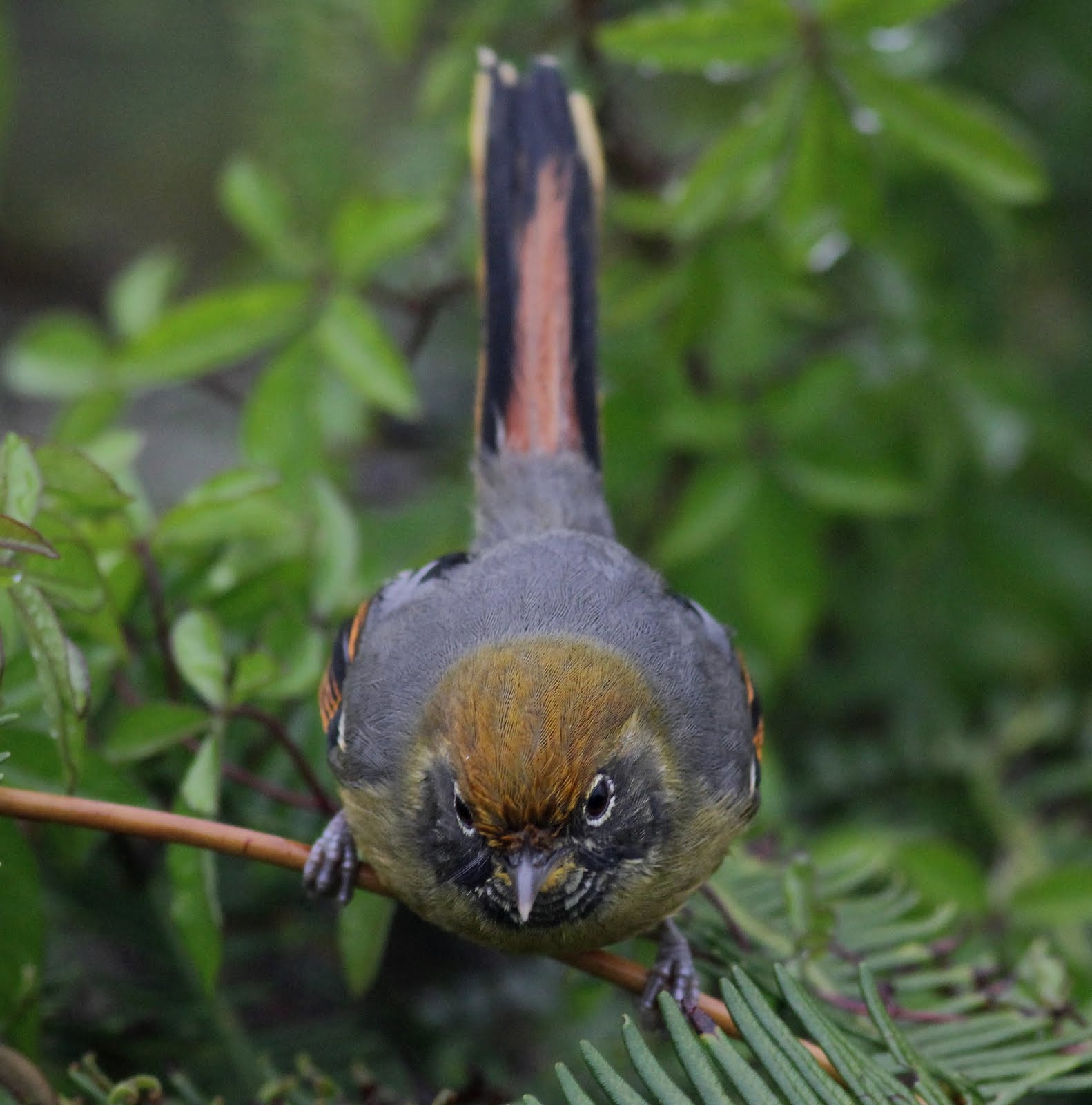 Ron-Nature-Adventures: Birds of Gunung Ulu Kali - Apr 2012