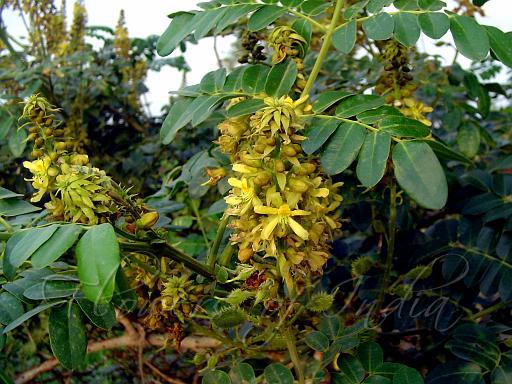 Global Hinduism: MEDICINAL HERBS - NAMES AND USES (Part - 3)