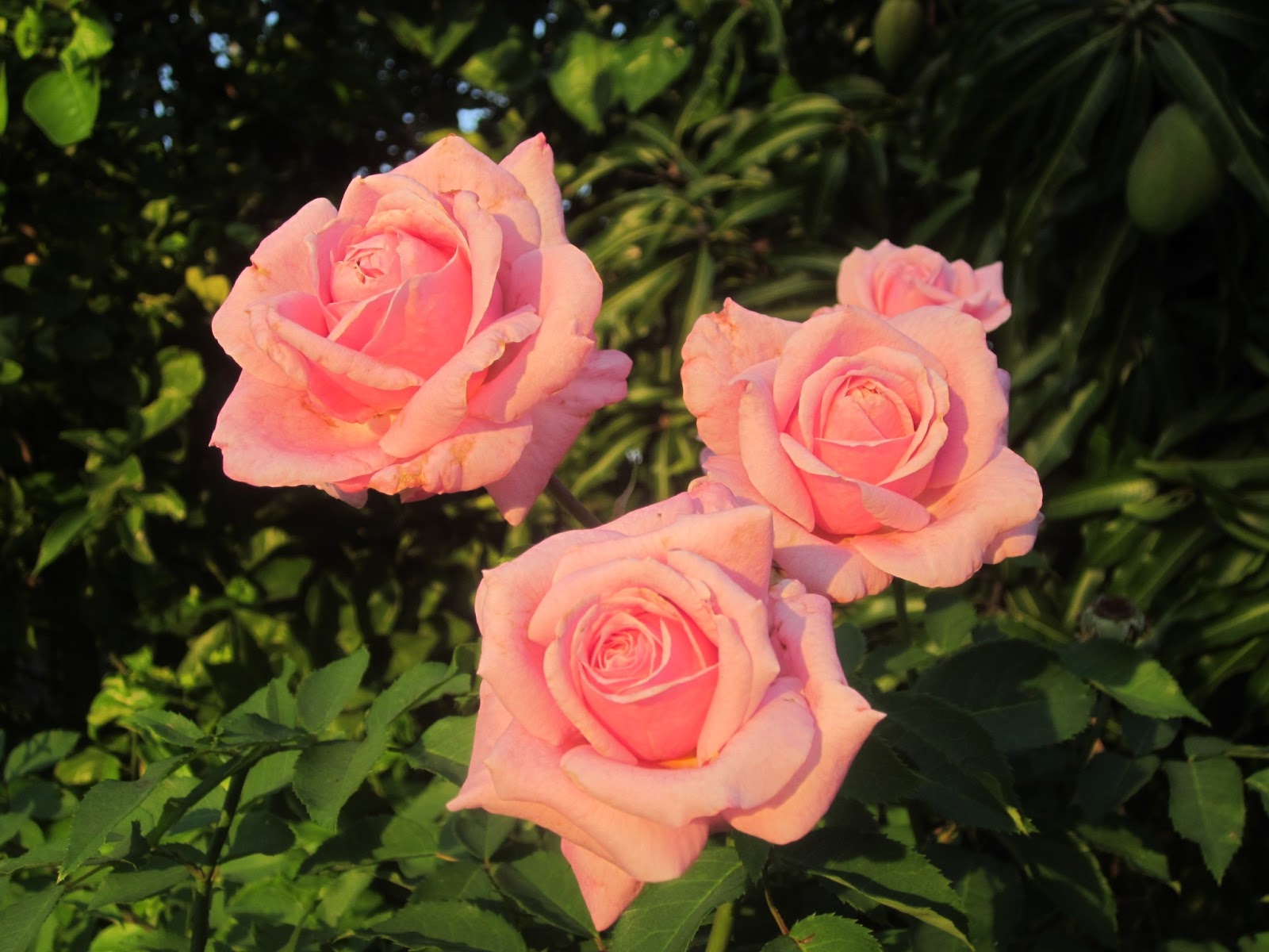 Роза Парадайз Фото И Описание – Telegraph