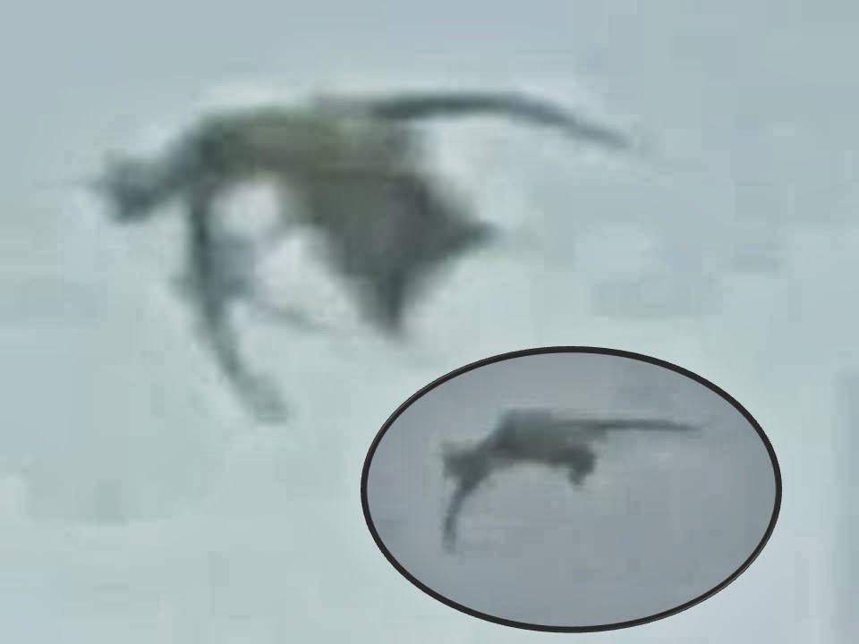 Winged Reptile Like Creature Filmed Over Bustamante Park, Santiago ...