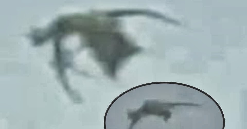 Winged Reptile Like Creature Filmed Over Bustamante Park, Santiago ...