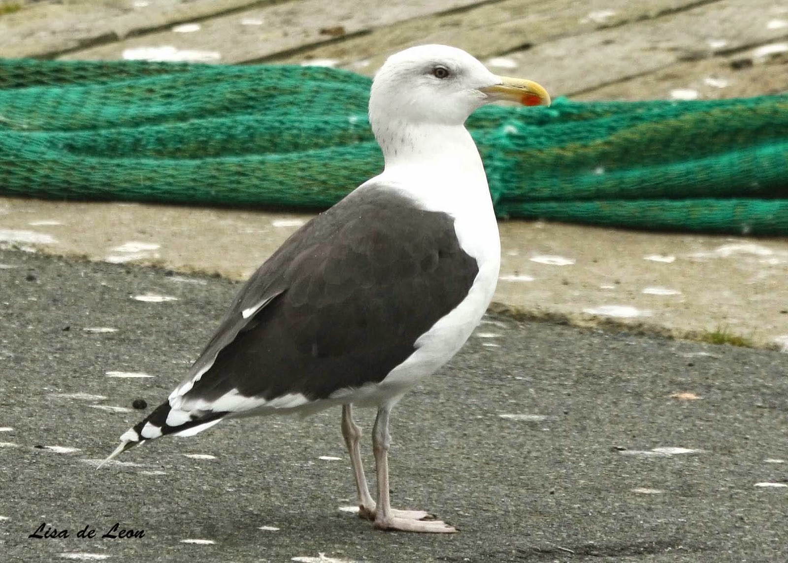 Birding with Lisa de Leon: Post #1000: Gulls of Newfoundland