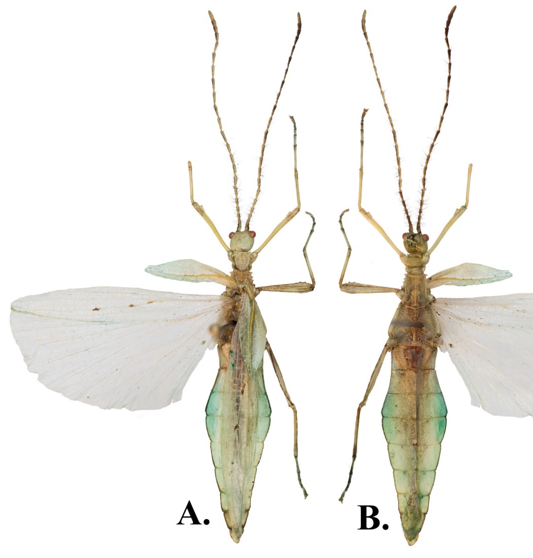 Species New to Science: [Entomology • 2017] Leaf Insects (Phasmida ...
