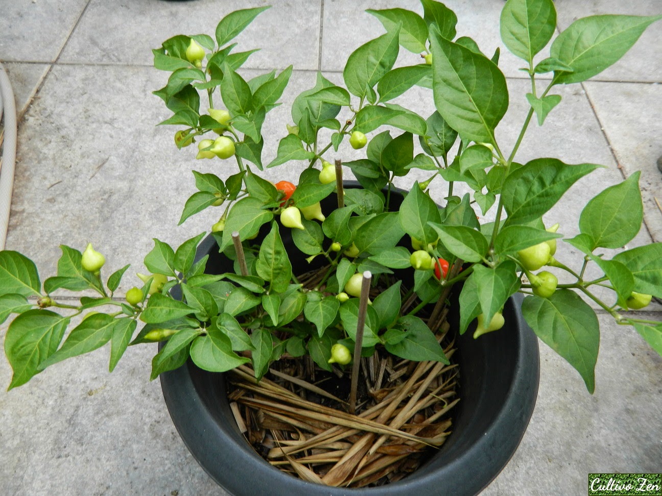 Cultivo Zen: Cultivo da Pimenta Biquinho