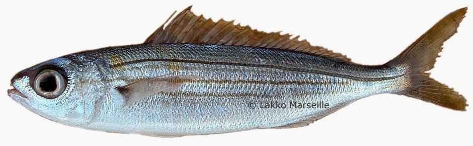 La Bogue | Fish World