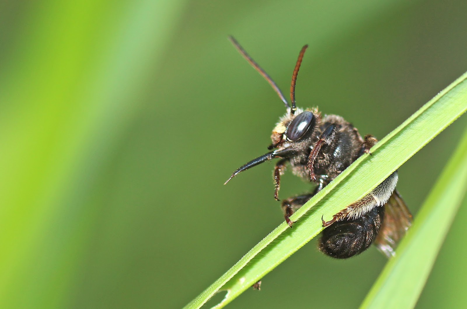 MObugs: Two-Spotted Longhorn Bee