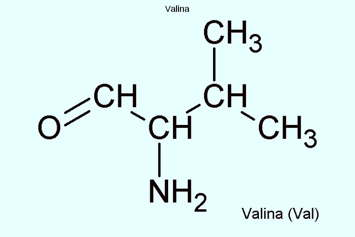 BioQuímica: Biologia - 1º ano