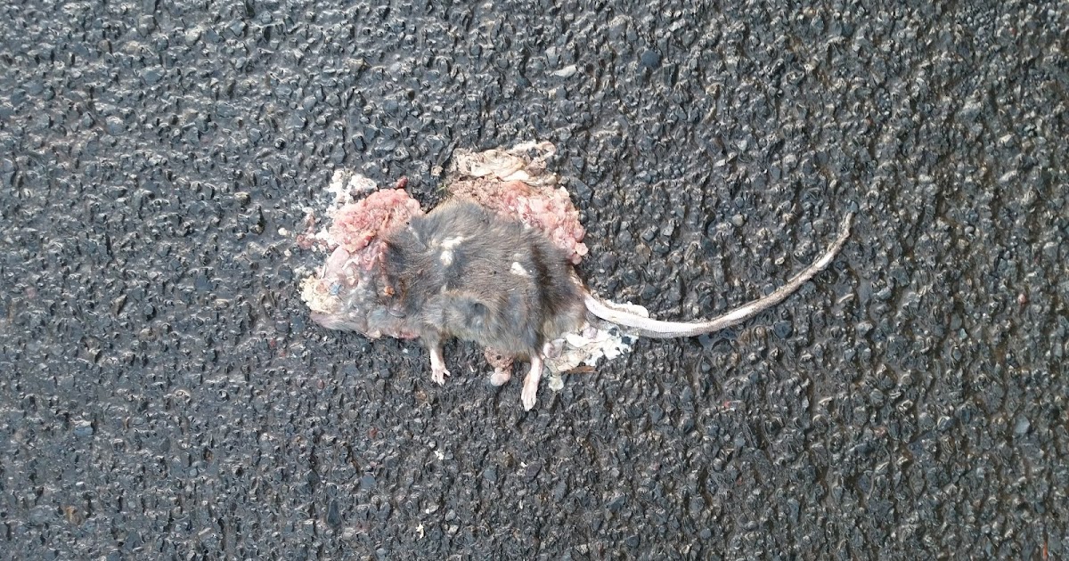 My Summer Vacation: Dead Rat in the Middle of the Road, Part 2