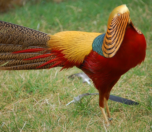 Most Beautiful Red Golden Pheasant