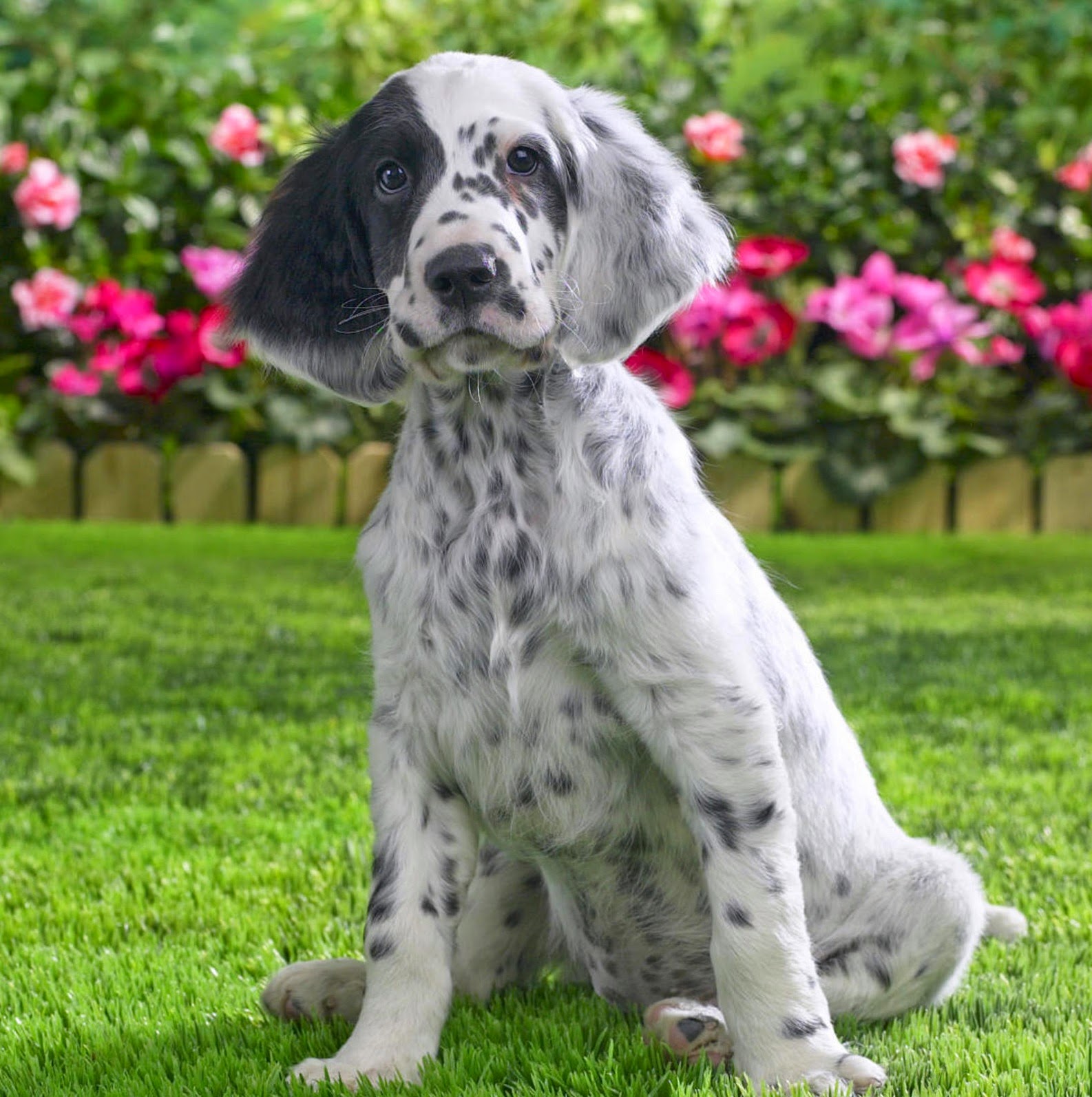 Αγγλικό Σέττερ (English Setter) | Ένας σκύλος για σένα
