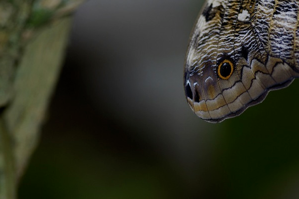 The Best Animal Stories: Butterfly Has Snake Head Design (Cool Picture)