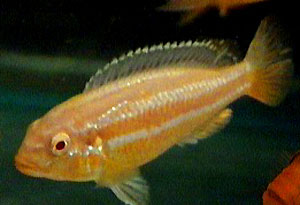 Shamudra Bilash: Cichlid Fish