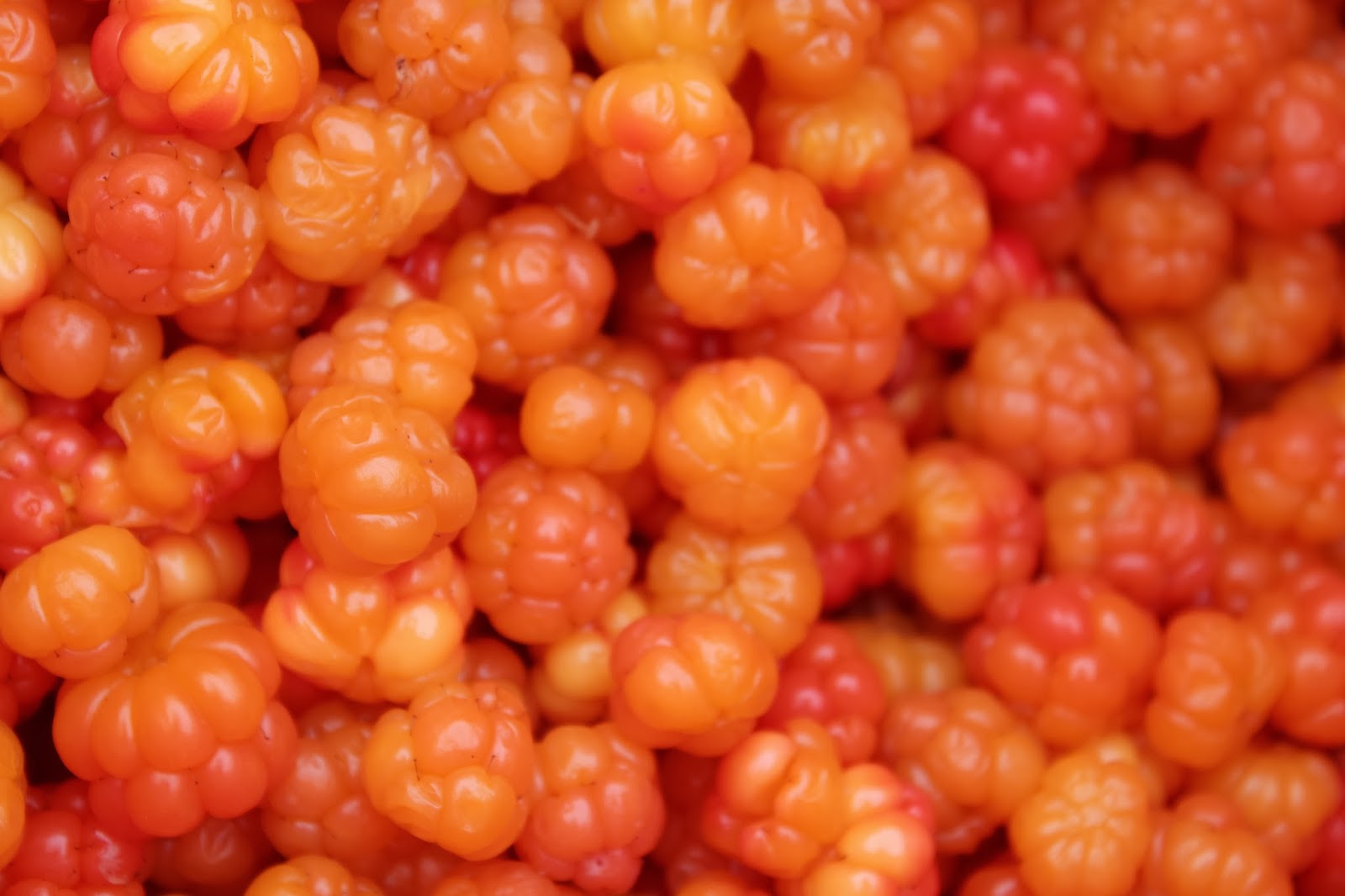 Nome, Alaska: How Does Your Garden Grow in Nome, Alaska?