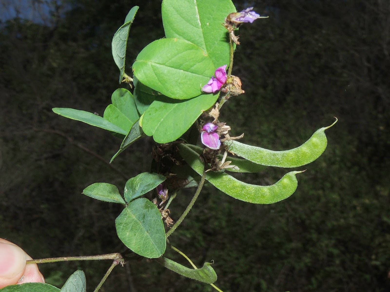 Fabaceae - Leguminosae no Brasil: Fabaceae - Galactia jussiaeana Kunth