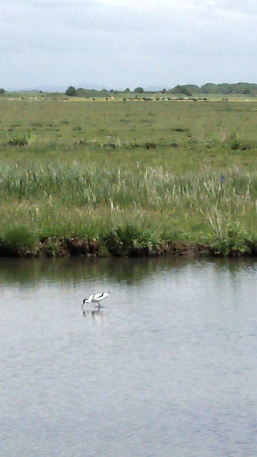 Maghull Meanders: RSPB Marshside