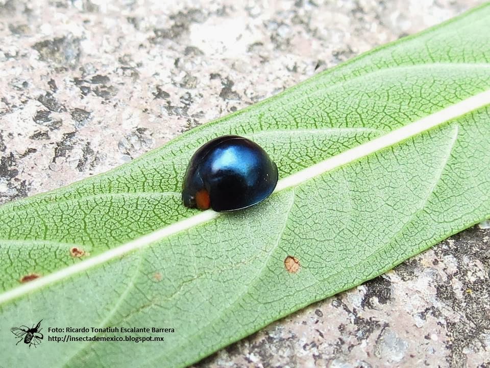Insecta de México: CURINUS COERULEUS