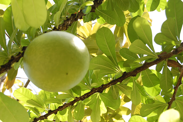 BUAH MAJA / BUAH MOJO ~ No Copy No Paste