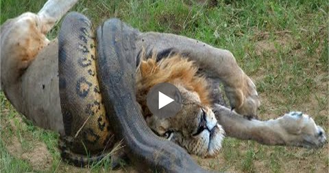 lion VS sneak - AMAZING ANIMAL