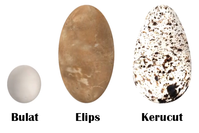 Bentuk Telur Mempengaruhi Kemampuan Terbang Burung - Biologizone