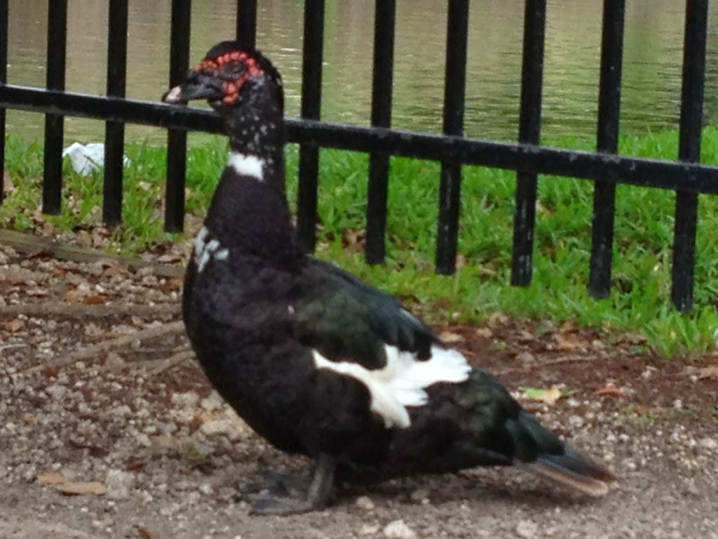 MARIETTE'S BACK TO BASICS: {Muscovy Duck in Miami, Florida}
