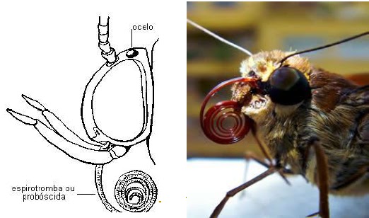 AgronoMais: Entomologia - Anatomia externa dos Insetos (Cabeça) Parte II