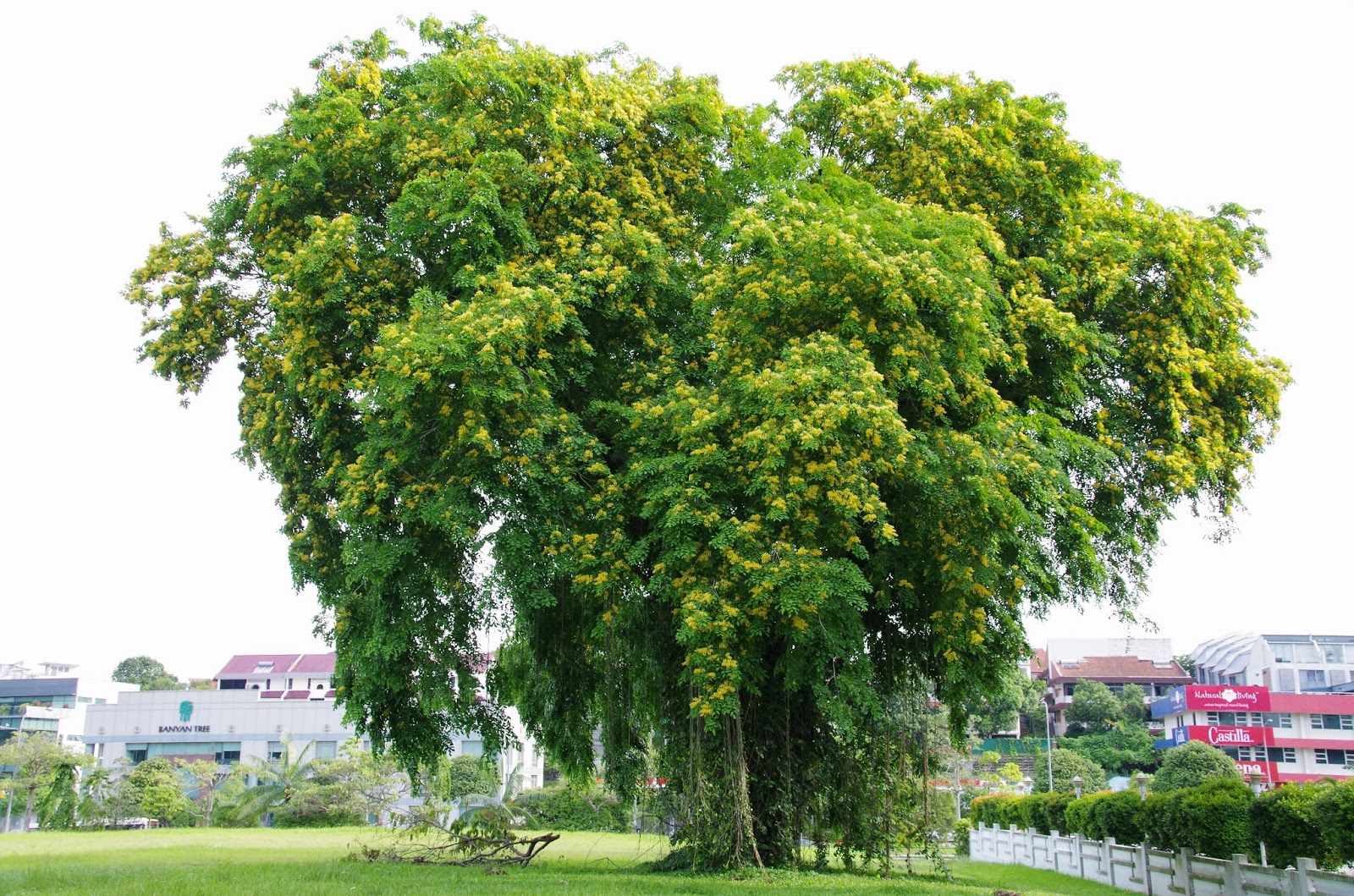 Trees and Plants: Angsana