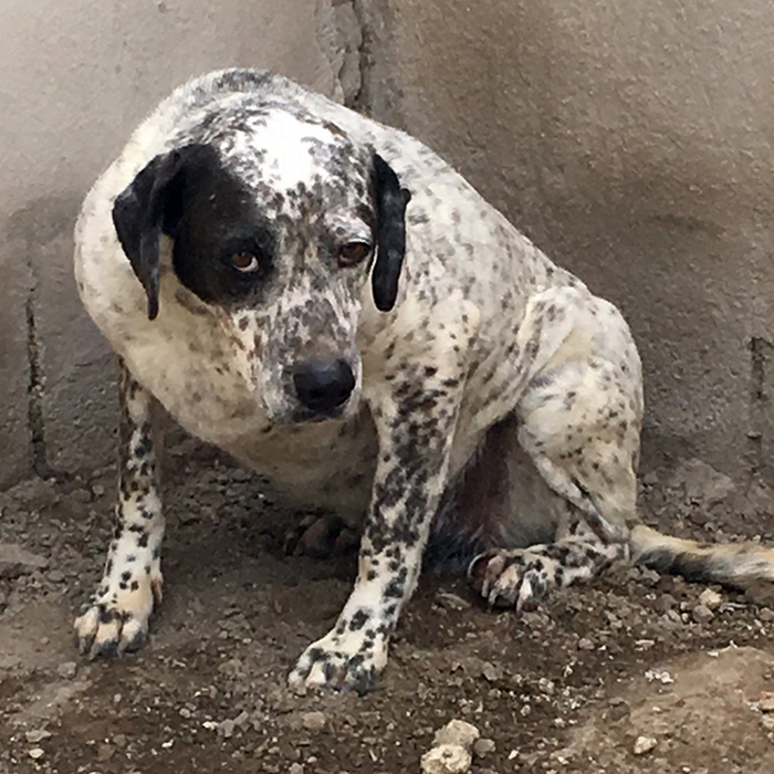 ADOTTA UN CANE ANZIANO: PARDO, creatura che non crede più a niente