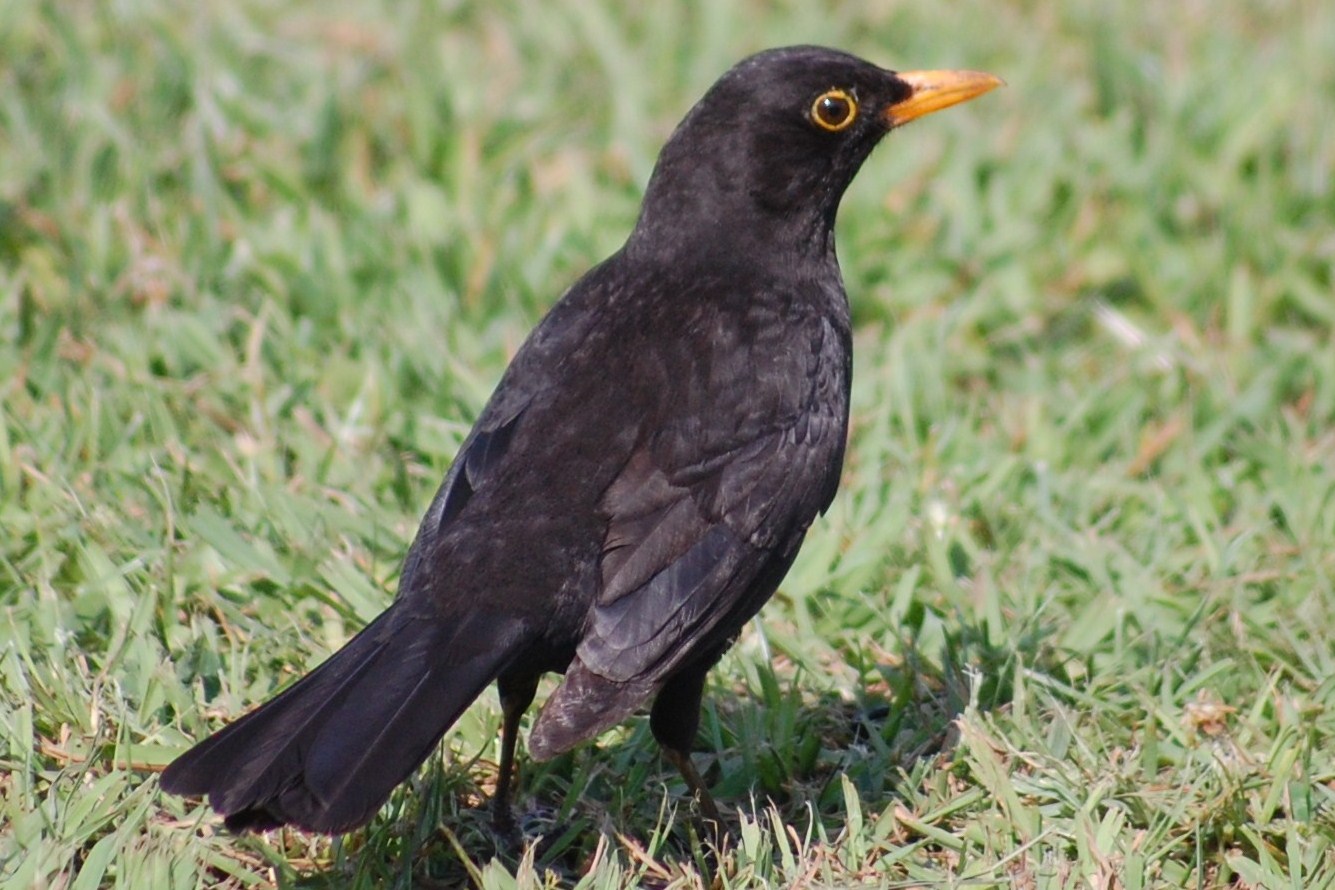 Terra dos Espantos: "Melros"