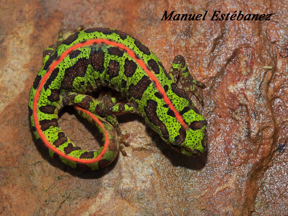 Miradas Cantábricas: Tritón pigmeo (Triturus pygmaeus)