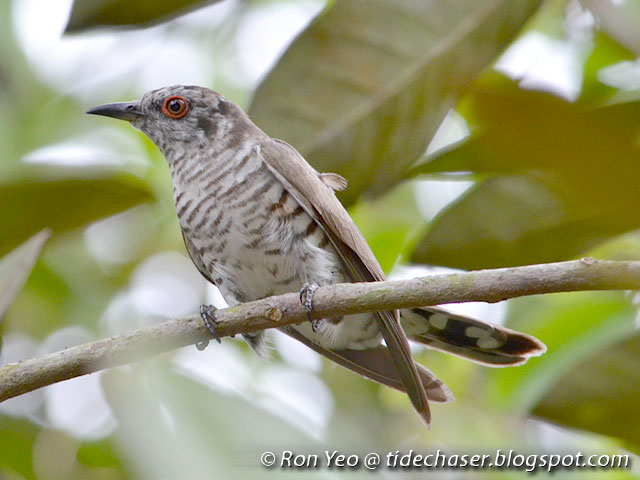 tHE tiDE cHAsER: Cuckoos & Allies (Phylum Chordata: Order Cuculiformes ...