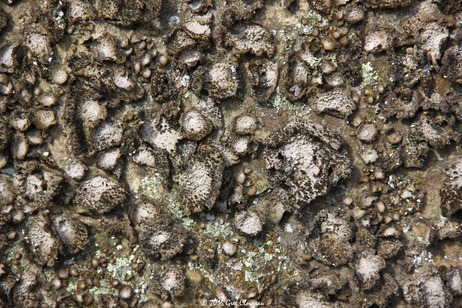 C'est quoi ces lichens ? ~ FontaineBleau Passion